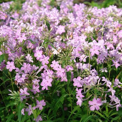 Phlox carolina subsp. carolina 'Kim' | White Flower Farm