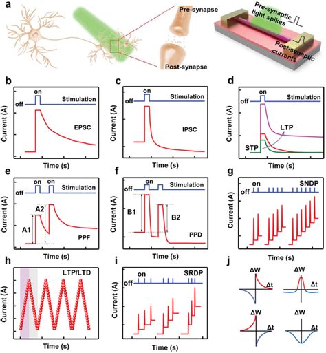 The Basic Functionalities Of Synaptic Devices A The Schematic Diagram