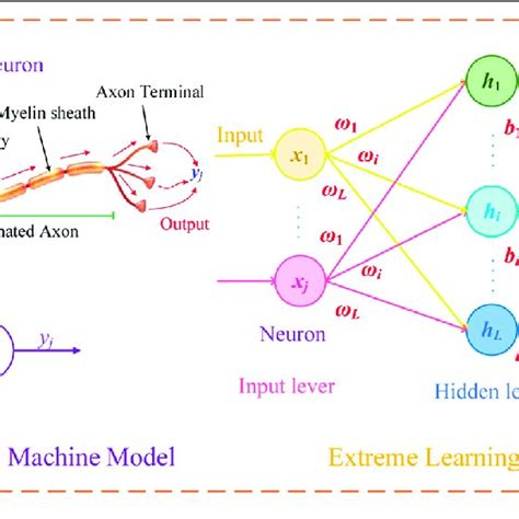 Basic Structure Of Elm Network Download Scientific Diagram