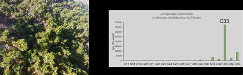 Figure A62 N Alkane Distribution Of Modern Day Juniperus Communis