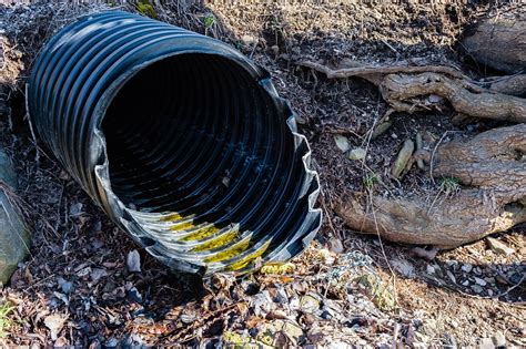How To Remove Tree Roots From Drains Uk Regency Drainage Brighton