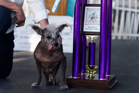 Cão de crista chinês é eleito o cão mais feio do mundo nos EUA veja