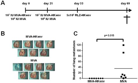 Specificity Of The Prophylactic Vaccination A Schematic Diagram Of