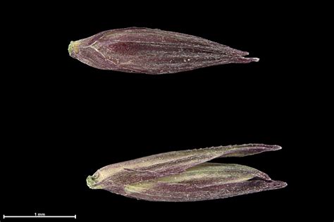 Panicum Nephelophilum Seeds Of Hawaii
