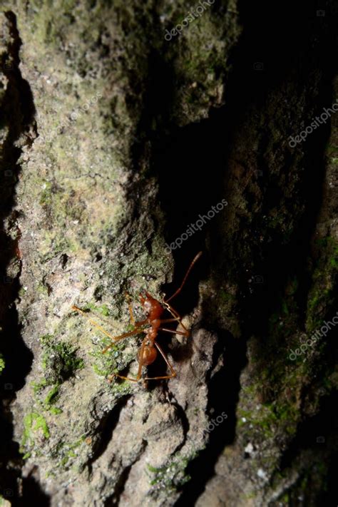 Hormigas Tejedoras O Verdes Las Hormigas Tejedoras Viven En Los