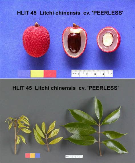 New Lychee Varieties