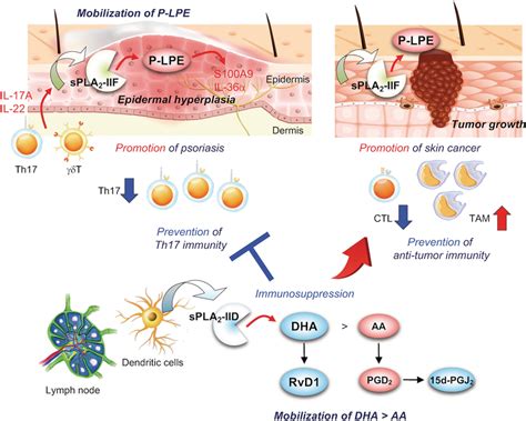 Roles Of Spla2s In Skin Pathology During Psoriasis Spla2‐iif Is Download Scientific Diagram