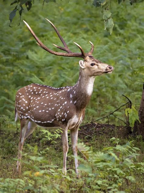 Аксис Большая российская энциклопедия
