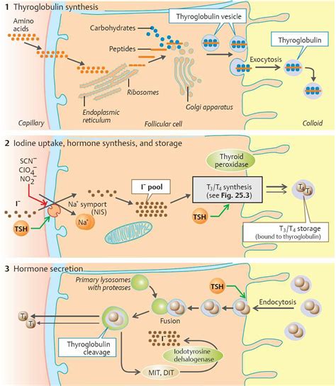 1 Thyroglobulin Synthesis Amino Acids Carbohydrates Peptides Ribosomes