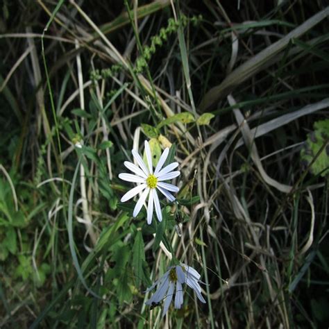 ユウガギク 多摩発信の山野草ブログ