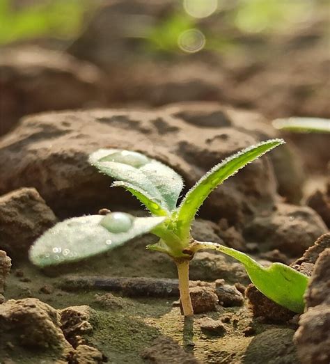 Picture 3 Four Leaf Stage Of Camelina Plant Download Scientific Diagram