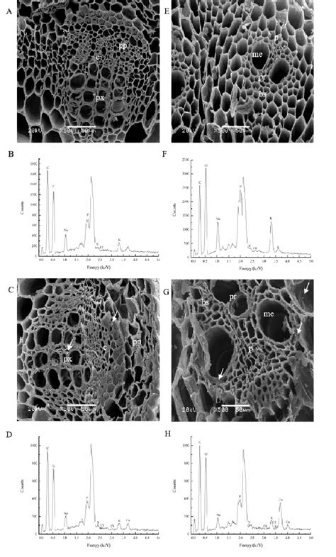 Subcellular Determination Of Cadmium In M Sativa C D And Z Mays