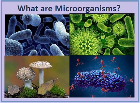 Microorganisms Definition Classification And Facts