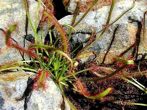 Free Picture Seabeach Amaranth Plant Amaranthus Pumilus