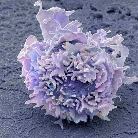 Natural Killer Nk Cell Sem Stock Image C0603128 Science Photo