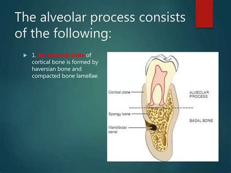 Alveolar Bone Pptx