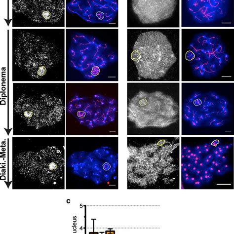 Enrichment Of The H33 Histone Variant In The Sex Body A B