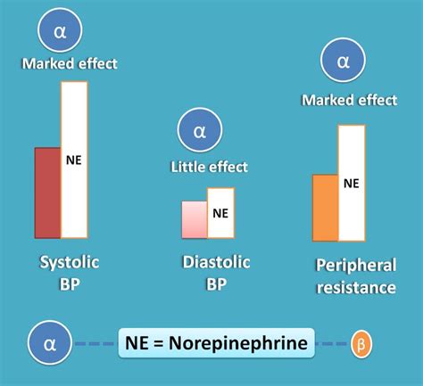 Catecholamines Diagram Types And Functions