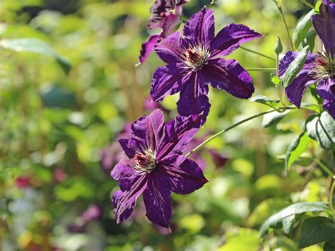 Clematis 'Happy Birthday' - Clematis 'Happy Birthday' - Baumschule ...