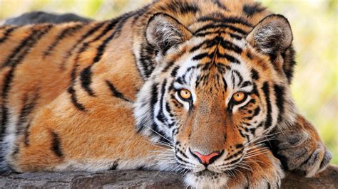 20 Amazing Facts About Tiger You Never Knew