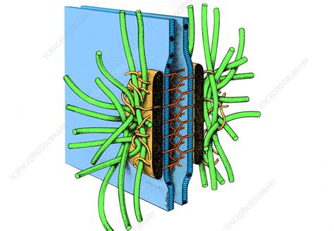 Desmosomes