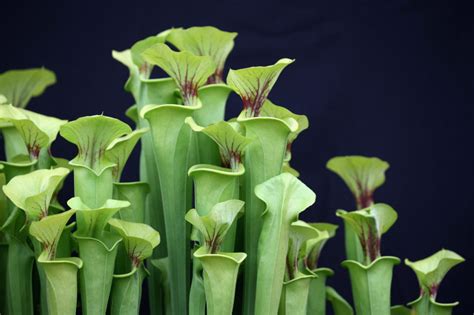 Celiac Disease Enzymes From Carnivorous Pitcher Plants May Help