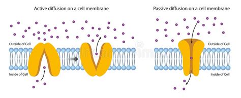 Passive Diffusion Stock Illustrations 112 Passive Diffusion Stock