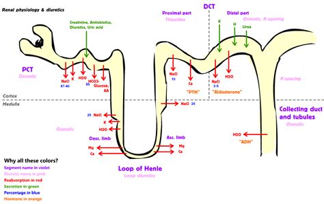 Thiazide Diuretics Almostadoctor