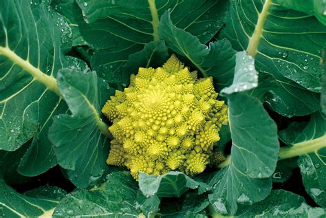 ミナレット花椰菜 カリフラワー E 種や｜国内最大級の野菜種・花種・苗・農業資材の販売店