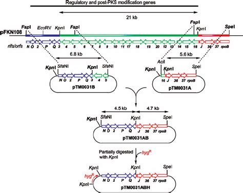 Construction Of Plasmid Ptm0031abh All Circular Plasmids Were Derived