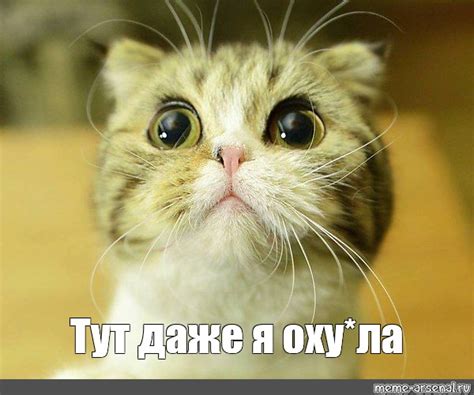 Создать мем милые котятки кот в шоке котэ Картинки Meme