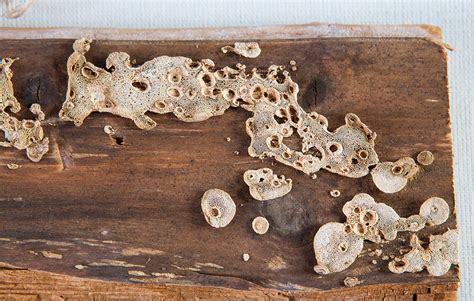 Holzschutzgutachten Mit Sachverstand Kiesewetter