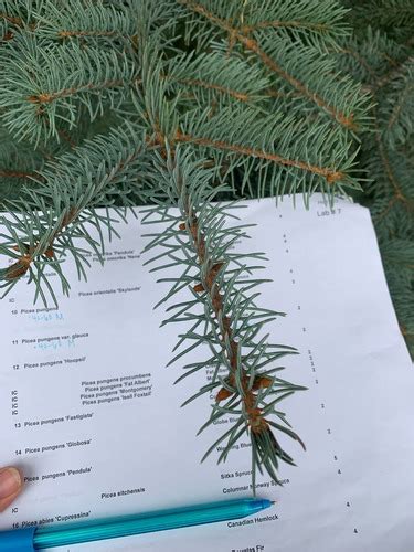 Lab 7 Flashcards Quizlet