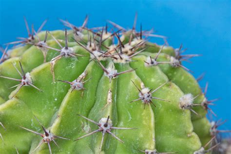 파란색 바탕에 뾰족한 선인장에 선인장 또는 다 즙의 추상 클로즈업 0명에 대한 스톡 사진 및 기타 이미지 0명 가시 감정 Istock