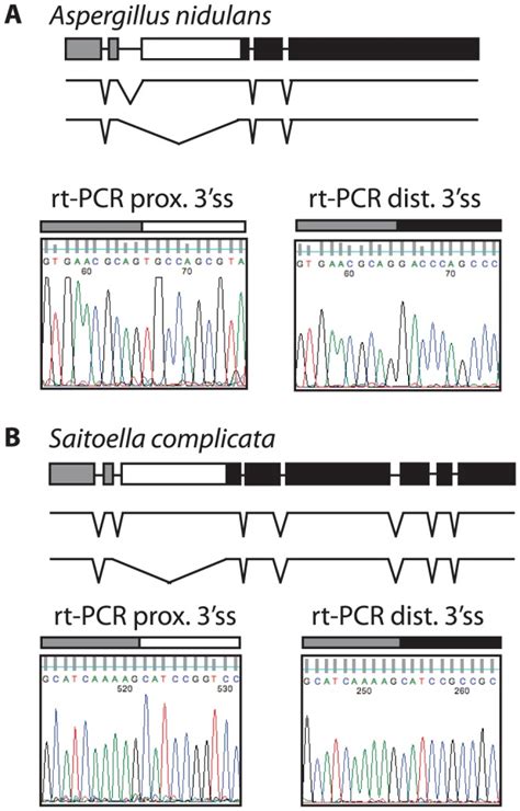 Alternative Splicing And Subfunctionalization Generates Functional