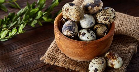 Hatching Quail Eggs Delivered Fresh Across The Uk Crowle Quail By