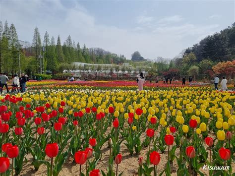 튤립 수선화 봄꽃축제가 한창인 피나클랜드 수목원 네이버 블로그