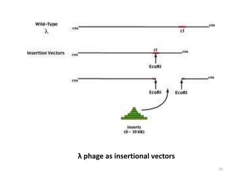 Bacteriophage Vectors Ppt