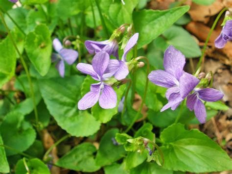 Mariettes Back To Basics Our Wild Violets