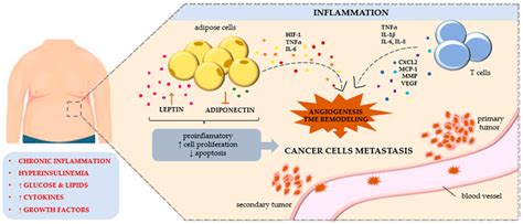 The Crosstalk Between Adipose Tissue And Carcinogenesis Abbreviations