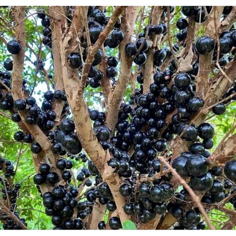 Jual Bibit Tanaman Indukan Anggur Preco Anggur Pohonanggur Brazil
