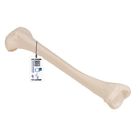 Human Tibia Model 3b Smart Anatomy Sem Trainers