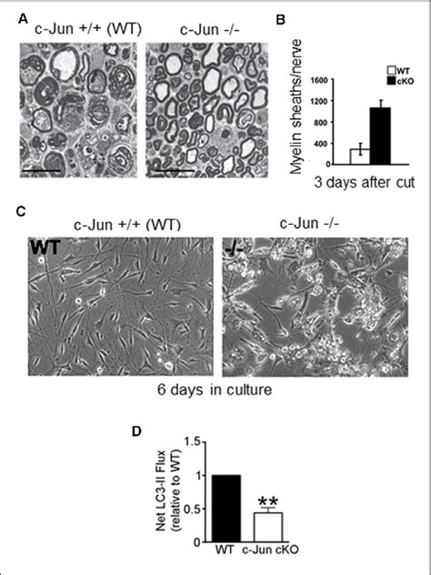 Figure 6 From The Role Of C Jun And Autocrine Signaling Loops In The