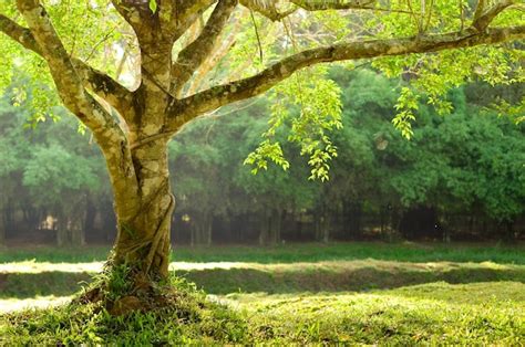 Premium Photo Tree In Park