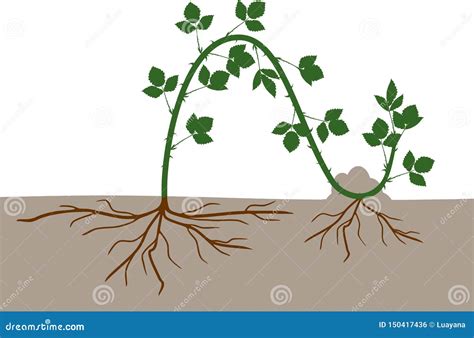 Propagation By Layering Blackberry Plant Vegetative Reproduction