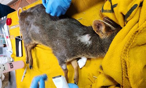 Pudú Lucha Por Sobrevivir Tras Ataque De Perros Asilvestrados