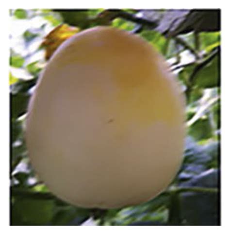 Sample Of Image Augmentation In Outdoor And Indoor Datasets A Download High Quality