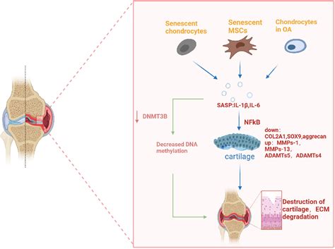 Figure 1 From Single Cell Sequencing Genetics And Epigenetics Reveal