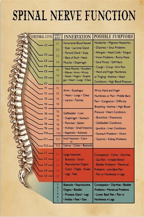 Spinal Nerve Function Poster Artofit