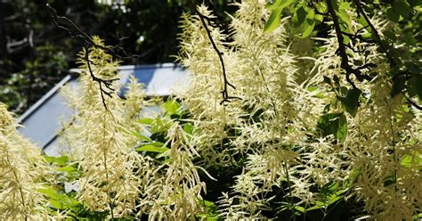 Tankar Från Trädgårdsmästarn Plymspirea Aruncus Dioicus